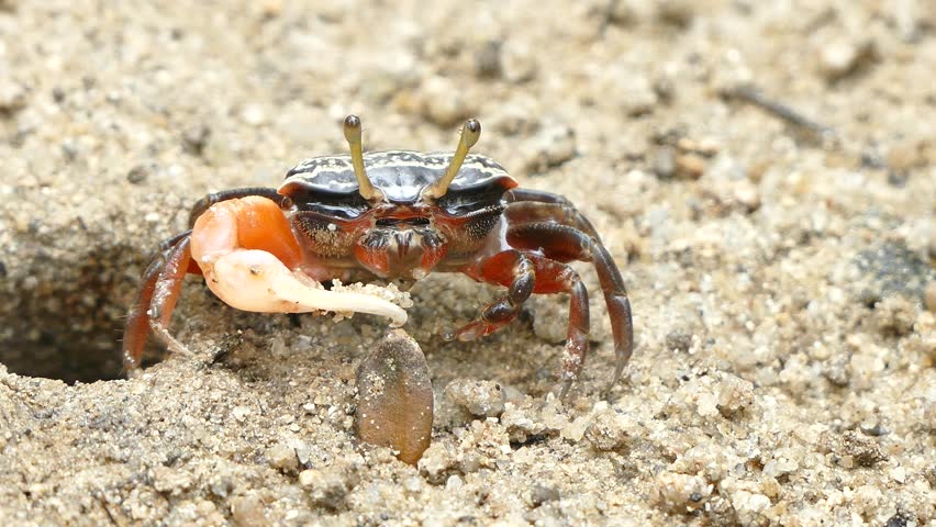 Fiddler Crab image - Free stock photo - Public Domain photo - CC0 Images