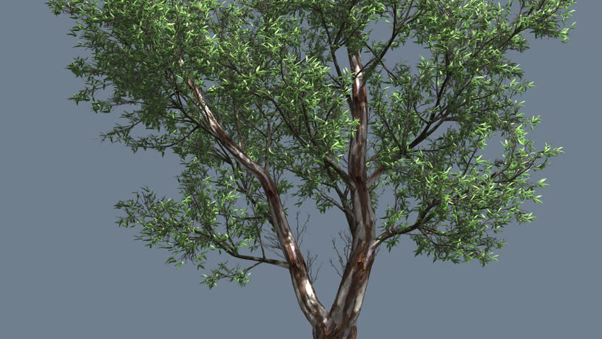 Broadleaf, Chromakey, Isolated Tree, Chroma Key, Alfa, Alfa Channel ...