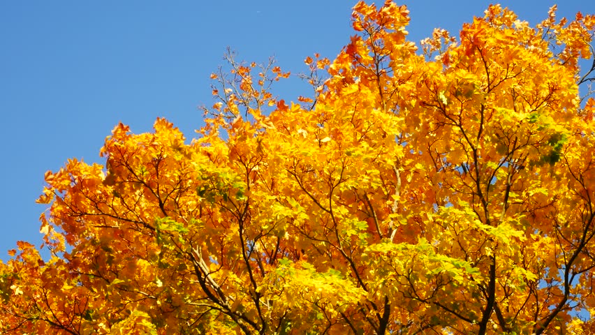 Autumn Leaves On The Tree Bacground Texture, Colorful Stock Footage ...