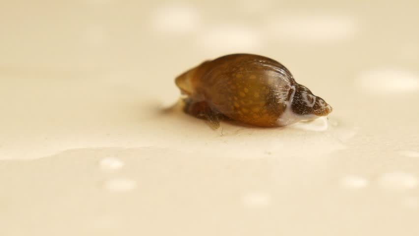 Snail Heartbeat. Stock Footage Video (100% Royalty-free) 12686552 ...