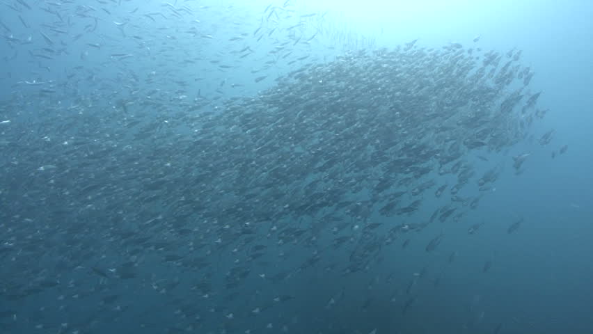 Huge School of Silver Fish Stock Footage Video (100% Royalty-free ...