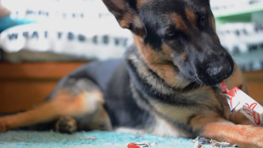Cute Dog Destroying Paper Box. German Shepherd Dog. Stock Footage Video ...