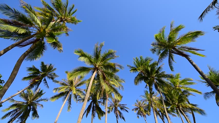 Stock video of looking up at palm trees on | 12716402 | Shutterstock