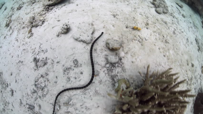 Stock video of a banded sea snake (laticauda colubrina) | 12728702 ...