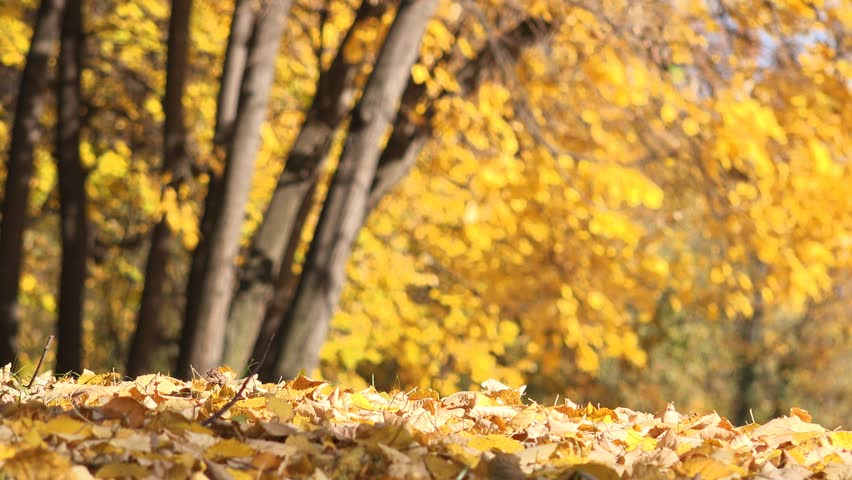 autumn leaves falling in park from : стоковое видео | 12818012 ...