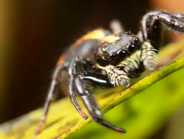 Jumping Spider (family Salticidae) Jumping Spiders Have Good Vision And ...