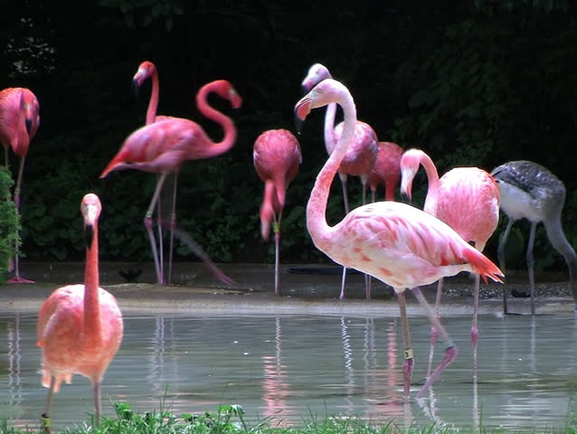 Flamingo Spinning Backwards Stock Footage Video 118261 | Shutterstock