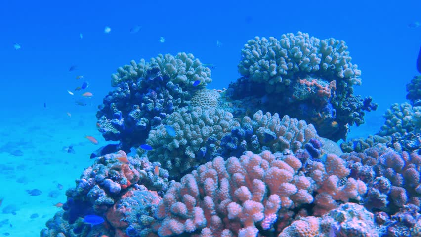 4K Footage - Underwater Scene. Coral Reef Colorful Fish Groups In ...