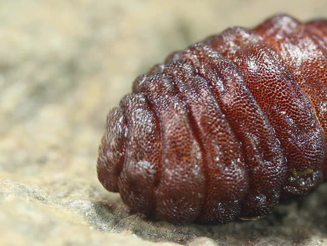 Bot Fly Larva Stock Footage Video 1294795 | Shutterstock