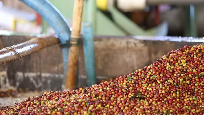 Coffee Beans,In The Ferment-and-wash Method Of Wet Processing ...