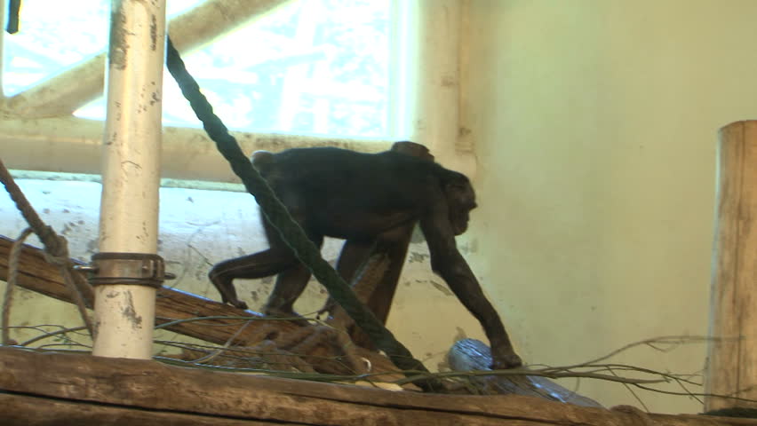 Bonobo Monkeys Climbing in the Stock Footage Video (100% Royalty-free ...