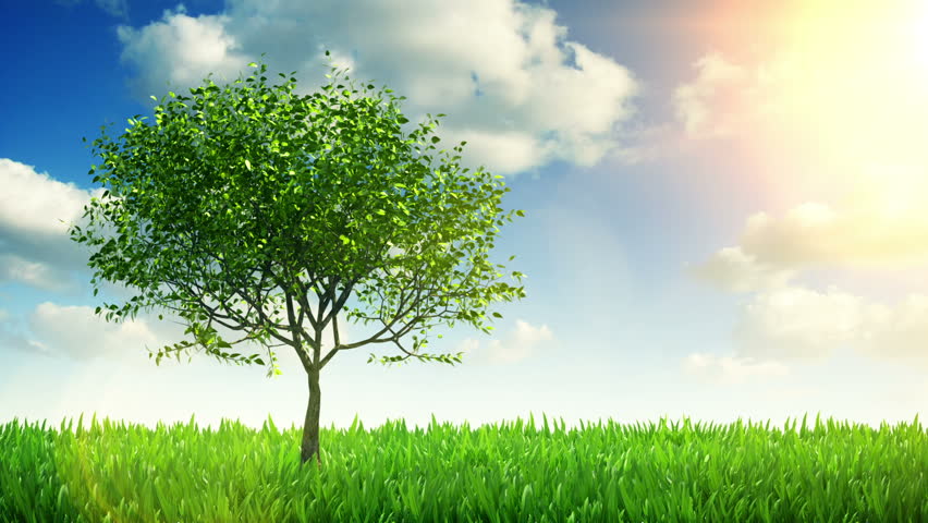 Growing Tree On White Background, Isolated Object. Convenient For ...