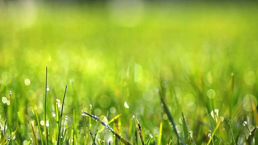 Dew Drops In Lights On Green Grass. Stock Footage Video 2324951 ...