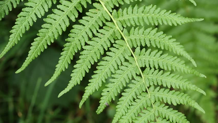 Tuber Ladder Fern, Nephrolepis Cordifolia, Erect Sword Fern, Narrow ...