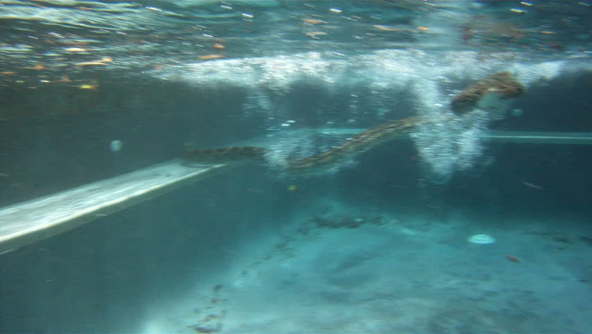 Python in Pool Stock Footage Video (100% Royalty-free) 1375042 ...