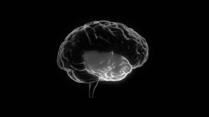 Brain Part - Spinal Cord Anatomy Stock Footage Video 3283073 | Shutterstock