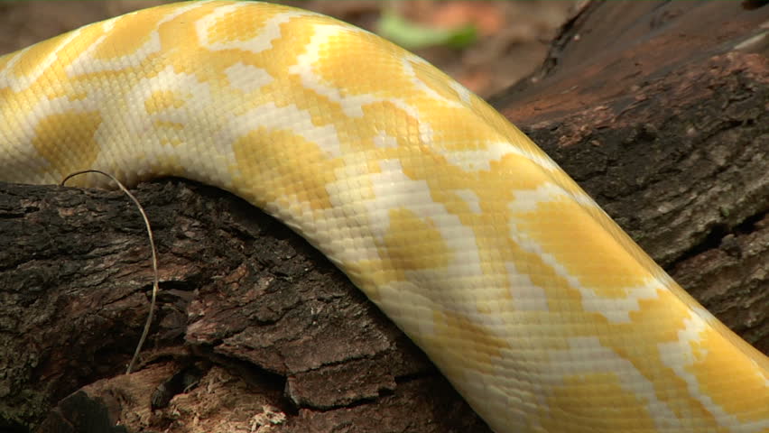 Albino Burmese Python slithering image - Free stock photo - Public ...
