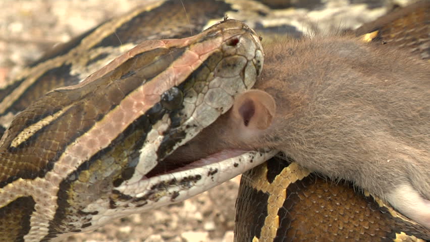 Stock video of python eats rat in swamp | 1392832 | Shutterstock