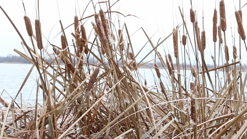 Dried Reeds On Water In Winter River. 스톡 동영상 비디오 14024675 | Shutterstock