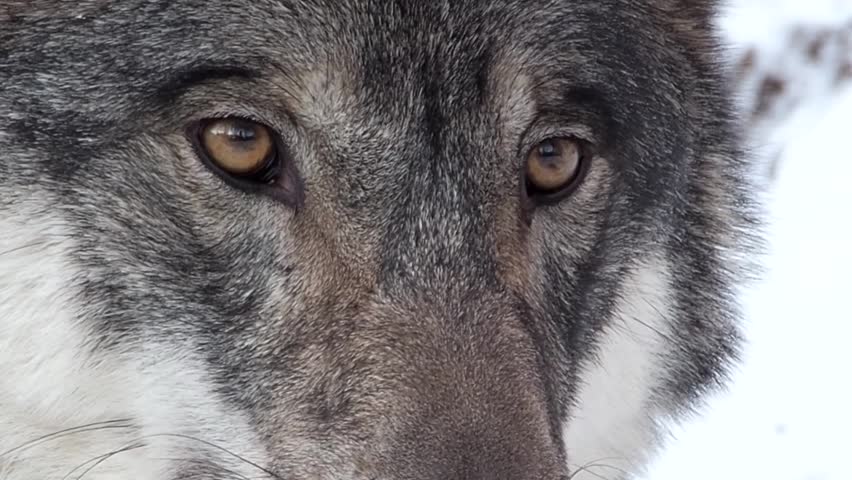 Gray Wolf Face Staring Into Camera Stock Footage Video 14077460 ...