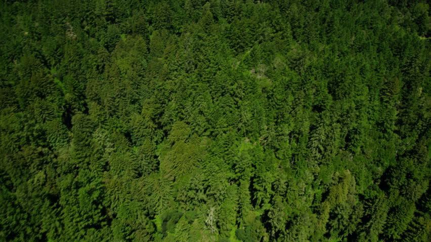 Forest,bird Eye View Stock Footage Video 14243264 | Shutterstock