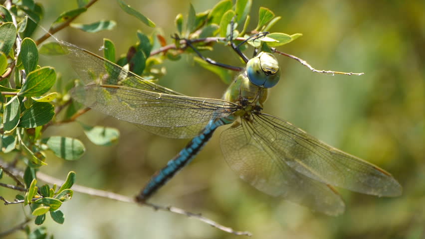 Dragonfly Stock Footage Video (100% Royalty-free) 1432972 | Shutterstock