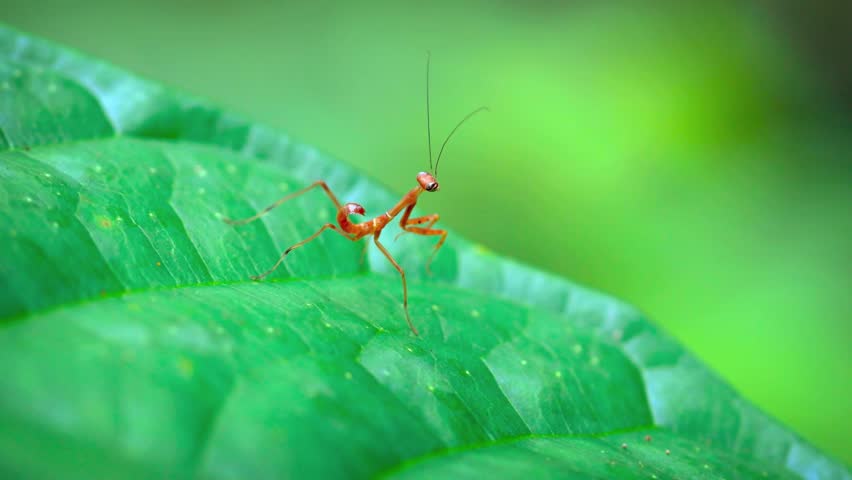 Green Praying Mantis image - Free stock photo - Public Domain photo ...