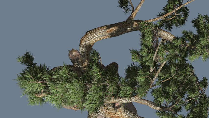 Jeffrey Pine, Pinus Jeffreyi, Old Curved Tree On Alfa Channel, Alpha ...