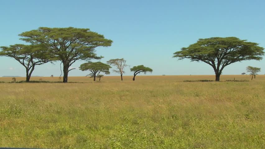 Acacia Trees Grown On The African Savannah. Stock Footage Video 1488334 ...