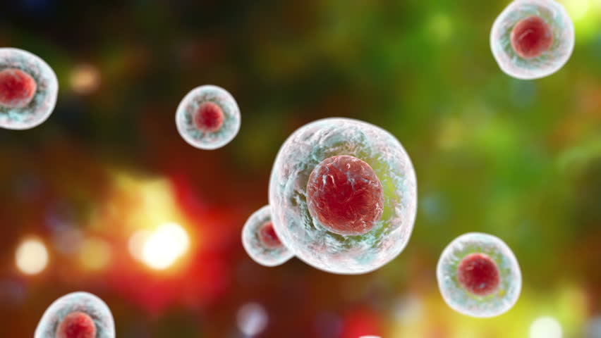 Human Cells, 3D Animation Stock Footage Video 14984650 | Shutterstock