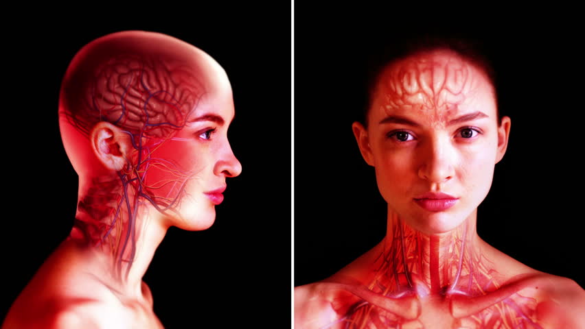 Internal Head Anatomy. Woman's Head And Shoulders With Semi-transparent ...