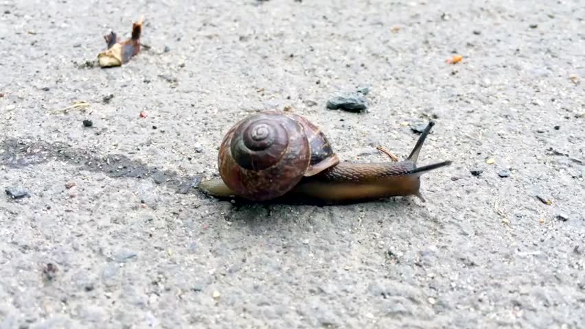 Snail and Ant On the Stock Footage Video (100% Royalty-free) 15137842 ...