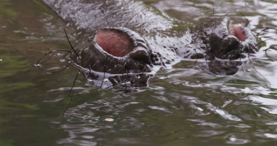 Close-up of Hippos Nostrils Breathing Stock Footage Video (100% Royalty ...