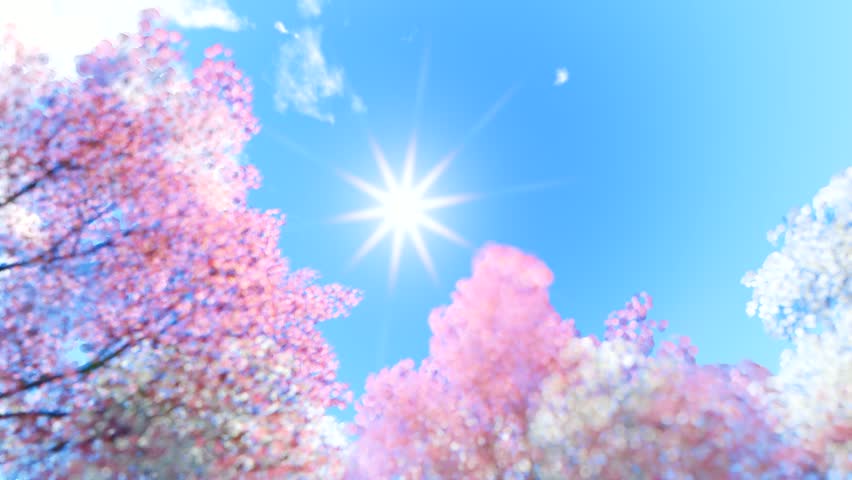 Animation Of Sakura With Flowers Sakura Waving On Wind Stock Footage ...