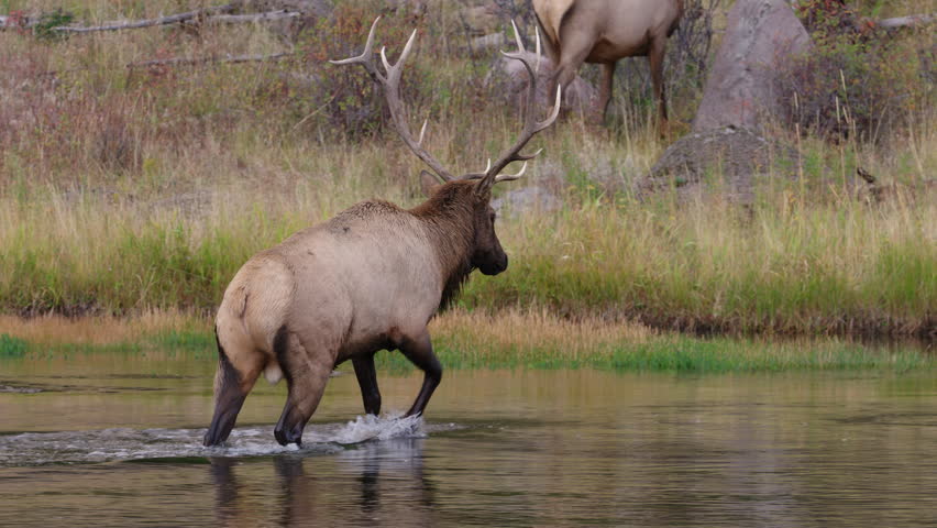Large Bull Elk Running Through A River With Water Splashing And Female ...