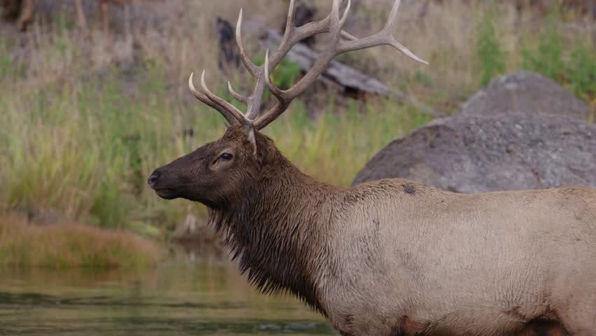 Large Bull Elk Running Through A River With Water Splashing And Female ...