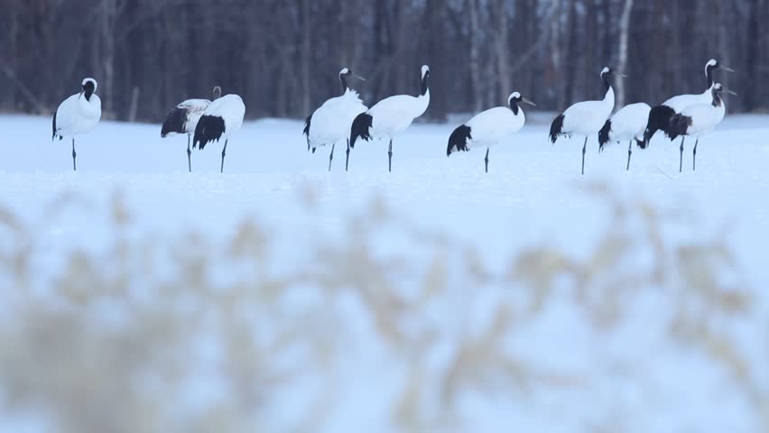 Red-crowned Crane In Japan. Winter Scene From Japan. Birds And Snow ...