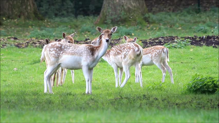 Spotted Fallow Deer in a Stock Footage Video (100% Royalty-free ...