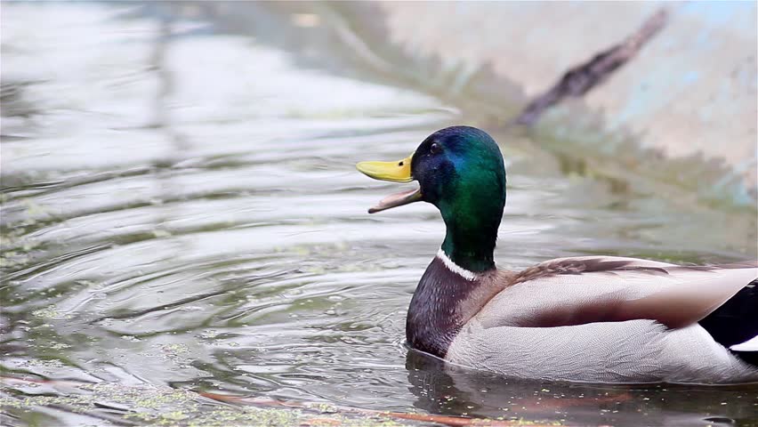 Mallard Quacking in Flight image - Free stock photo - Public Domain ...
