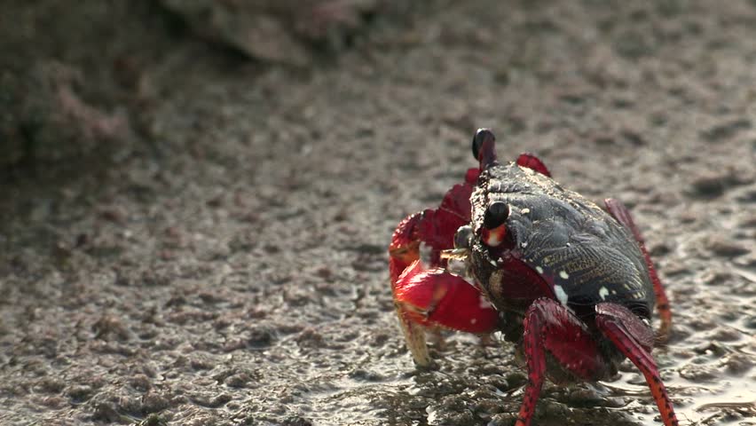 Red Crab Eating At The Coast Of Galapagos Island Stock Footage Video ...