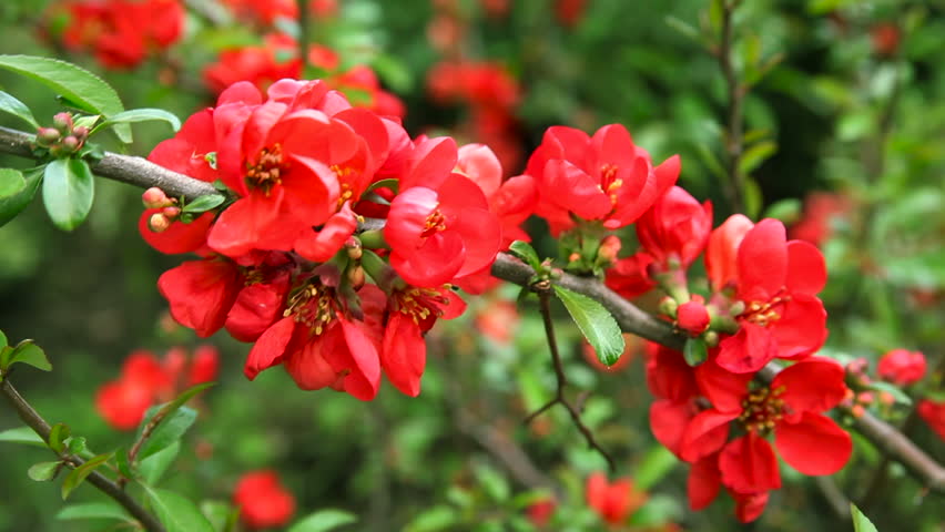 Red Flowers Blossomed On the Stock Footage Video (100% Royalty-free ...