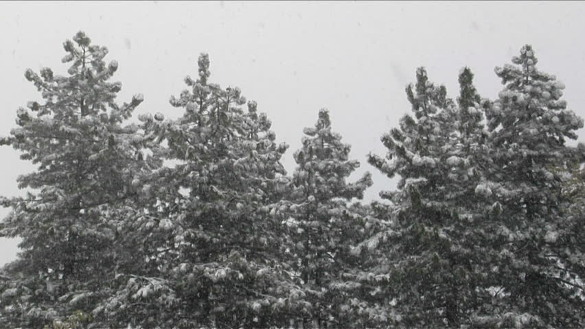 Alaska Trees Snowfall. Trees Collecting Snow During Snowfall In The ...