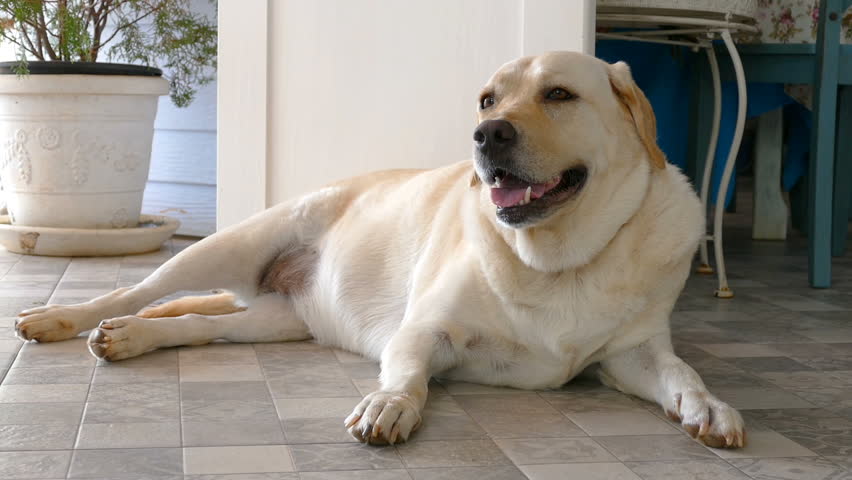 Fat Labrador Retriever 11 Year Old Breathless , Shortness Of Breath On ...