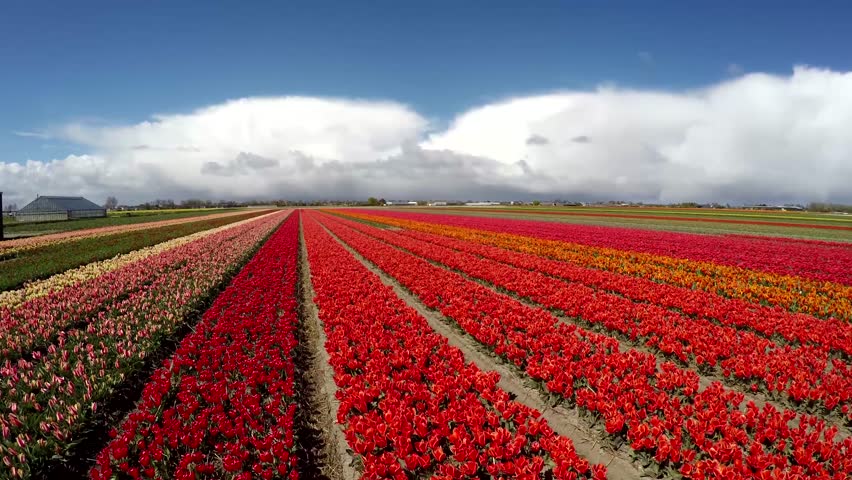 Aerial View Of Tulip Flower Fields Amsterdam | Best Flower Site