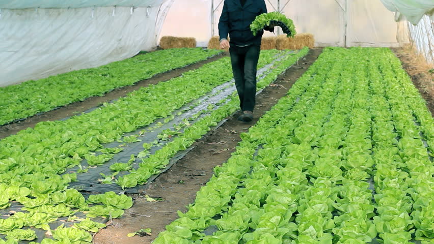 Stock video of greenhouse vegetable grower. organic farmer holding ...