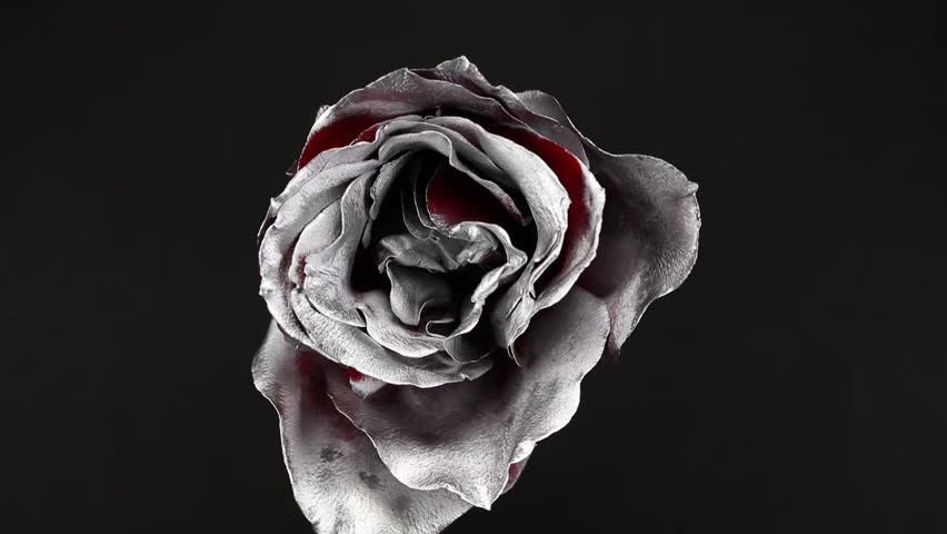 Slowly Revolving Silver Rose Flower 스톡 동영상 비디오(100% 로열티프리) 16463782 ...