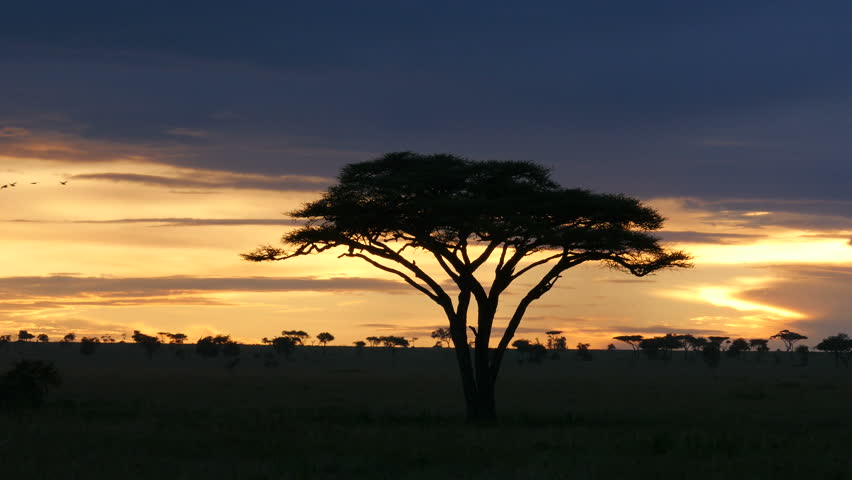 Typical African Golden Sunset With Acacia Tree In Serengeti Tanzania ...