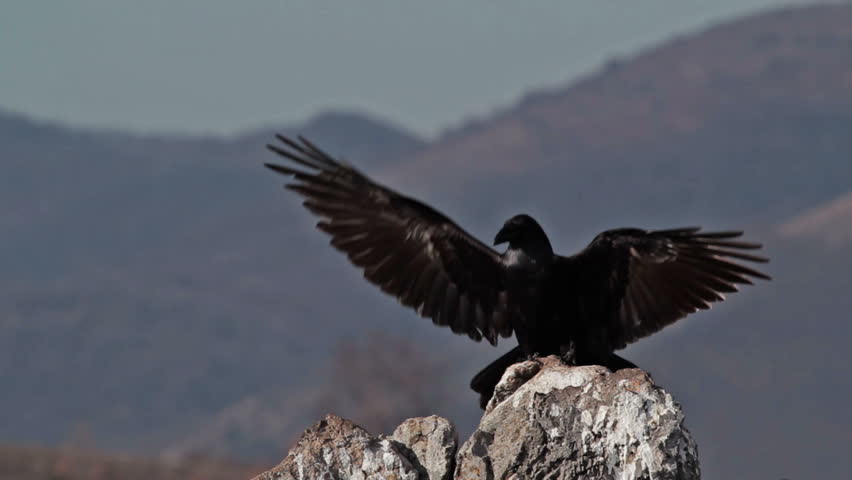 Largest European Song Bird - Raven (Corvus Corax) In Action. Footage ...