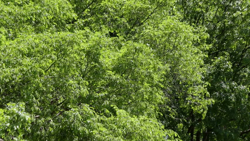 Rustle Stock Video Footage - 4K and HD Video Clips | Shutterstock