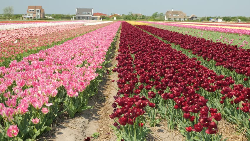 Farm And Floral Beauty With Tulips And Flowers In Fields, Lisse ...